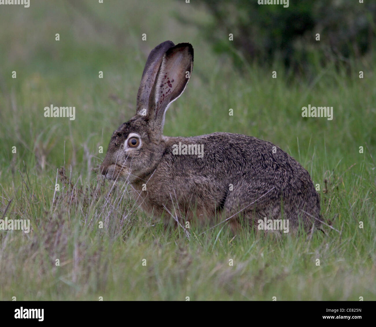 Mammifère lapin queue noire Banque de photographies et d’images à haute ...