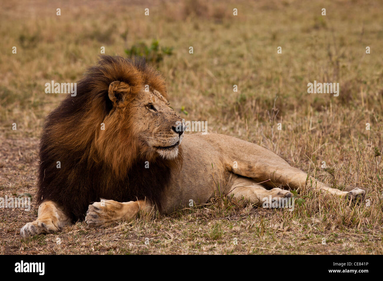 Masai mara lion Banque de photographies et d’images à haute résolution ...