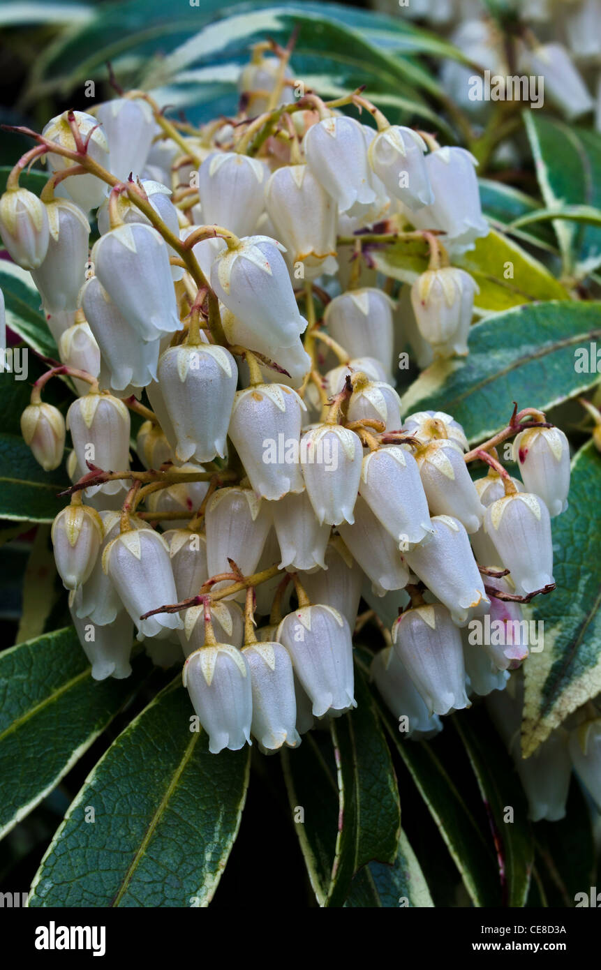 Fleurs en forme de clochette blanche Banque de photographies et d ...