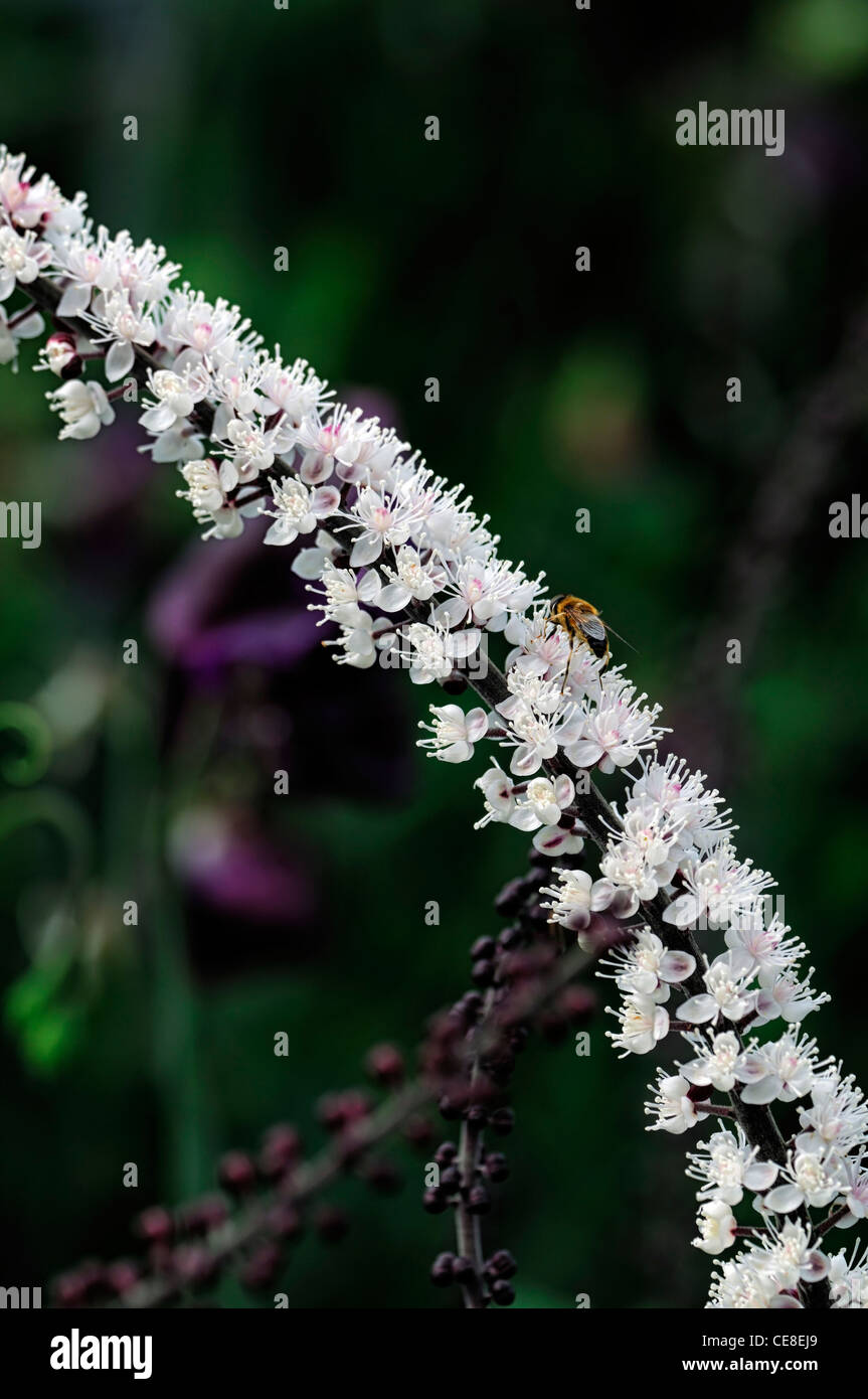 Actaea simplex simplex var Brunette Atropurpurea Group synonyme syn ...