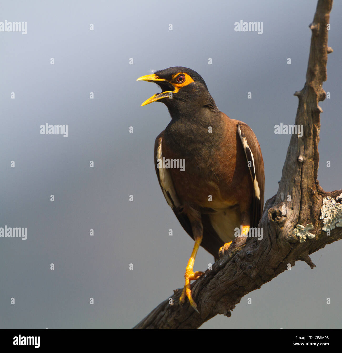Indian myna Banque de photographies et d’images à haute résolution - Alamy