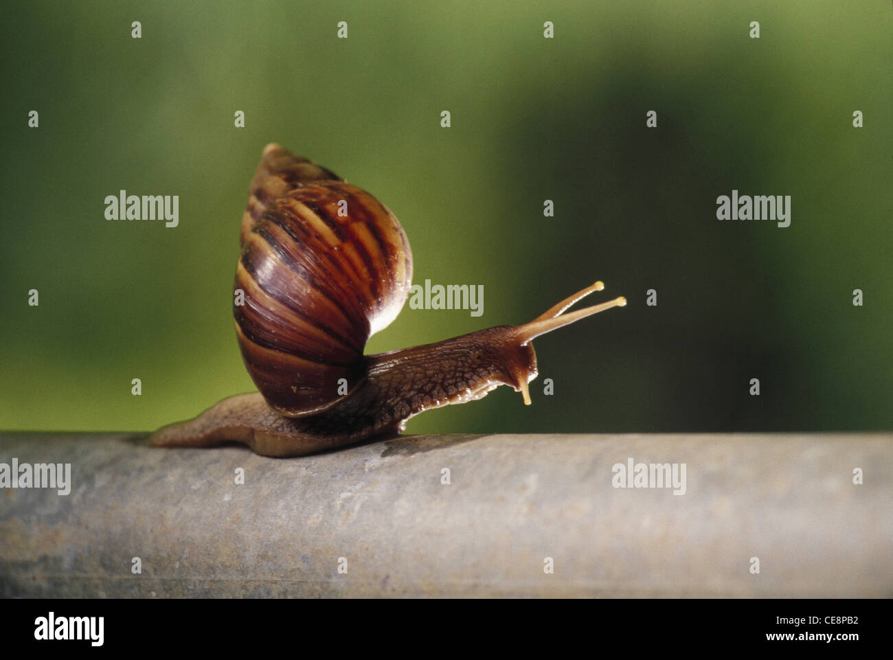 Escargot asiatique Banque de photographies et d’images à haute ...