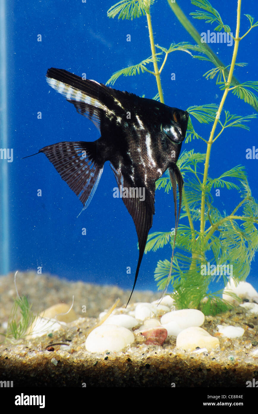 Black fish Banque de photographies et d’images à haute résolution - Alamy