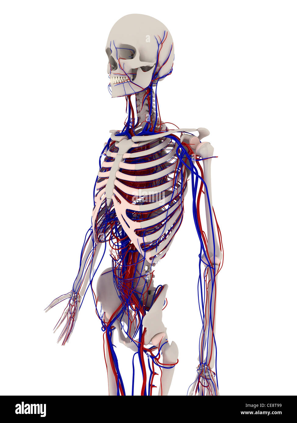 L'anatomie humaine. L'oeuvre de l'ordinateur montrant les os et le ...
