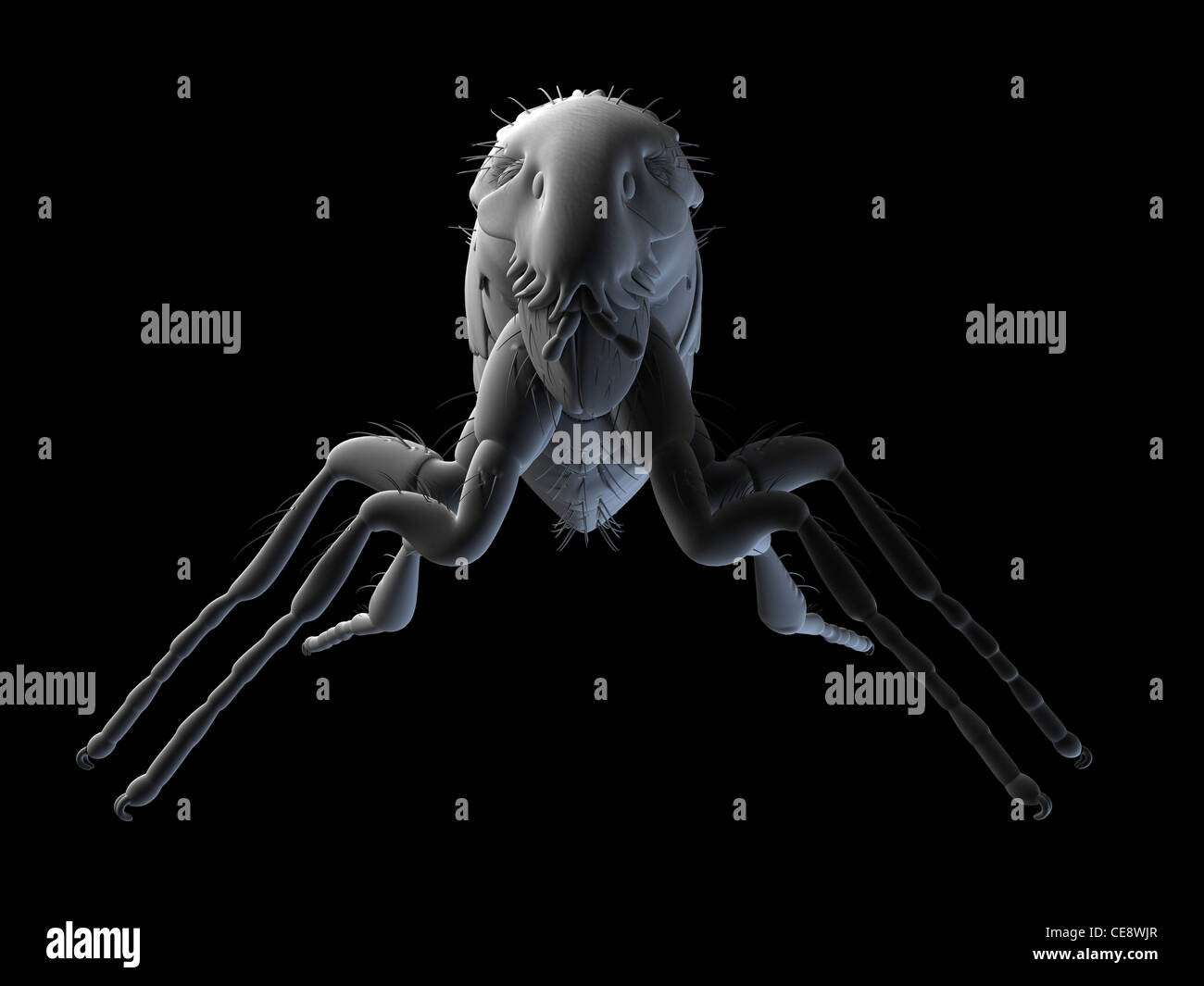 Ctenocephalides felis Banque de photographies et d’images à haute ...