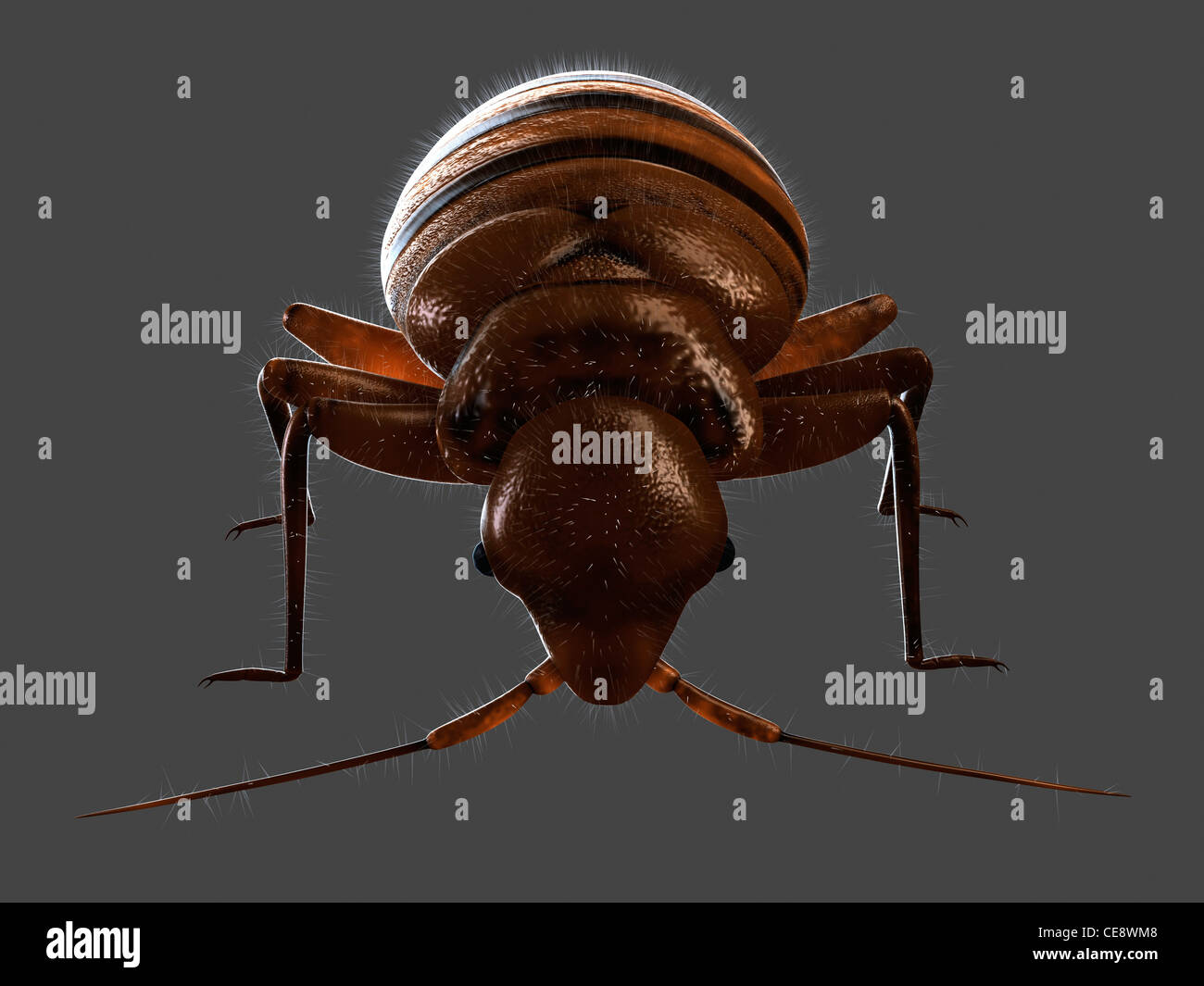 Cimex sp Banque de photographies et d’images à haute résolution - Alamy