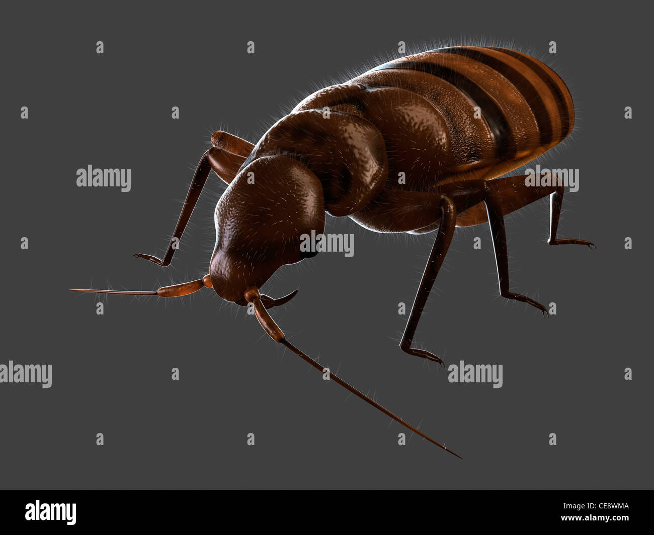 Cimex sp Banque de photographies et d’images à haute résolution - Alamy