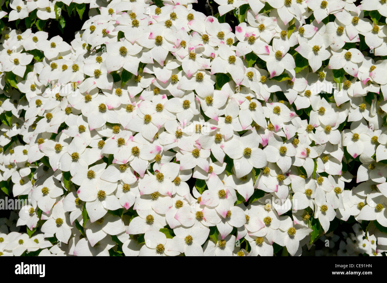 Cornus kousa Banque de photographies et d’images à haute résolution - Alamy