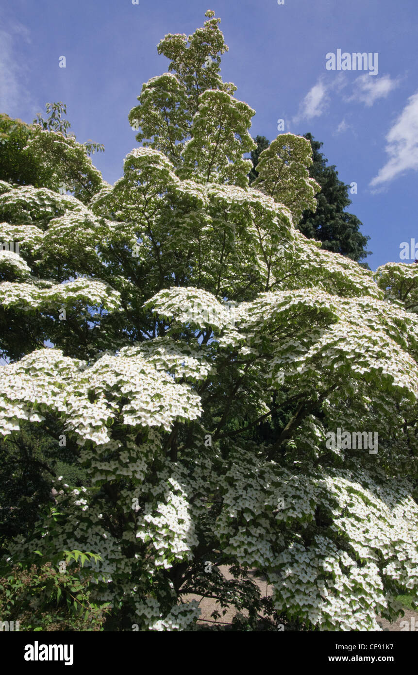 Cornus kousa Banque de photographies et d’images à haute résolution - Alamy