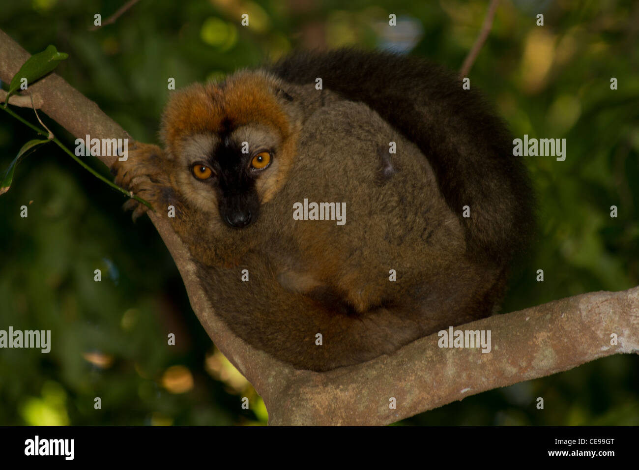 Lémurien à front rouge Banque de photographies et d’images à haute ...