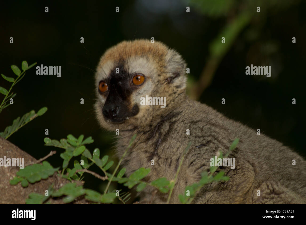 Lémurien à front rouge Banque de photographies et d’images à haute ...