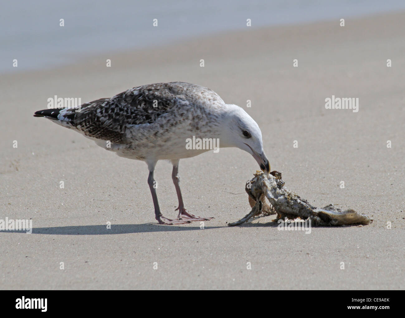 Poisson mort sur la plage Banque de photographies et d’images à haute ...