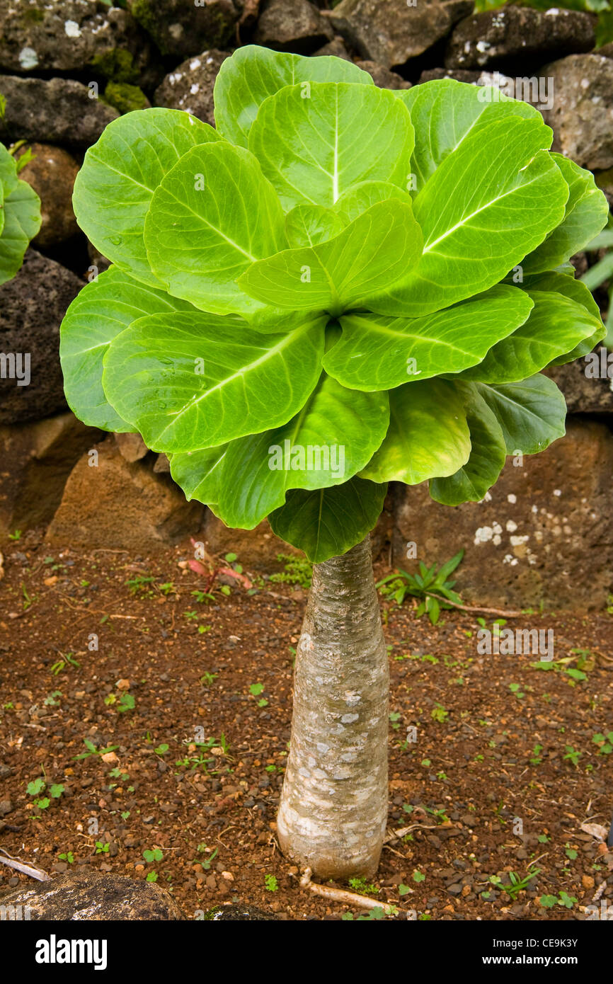 Alula Végétation Brighamia insignis) à (communes de la Charente notes ...