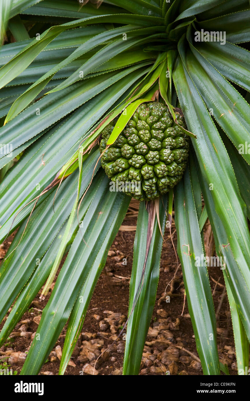 Arbre hala aux fruits Banque de photographies et d’images à haute ...