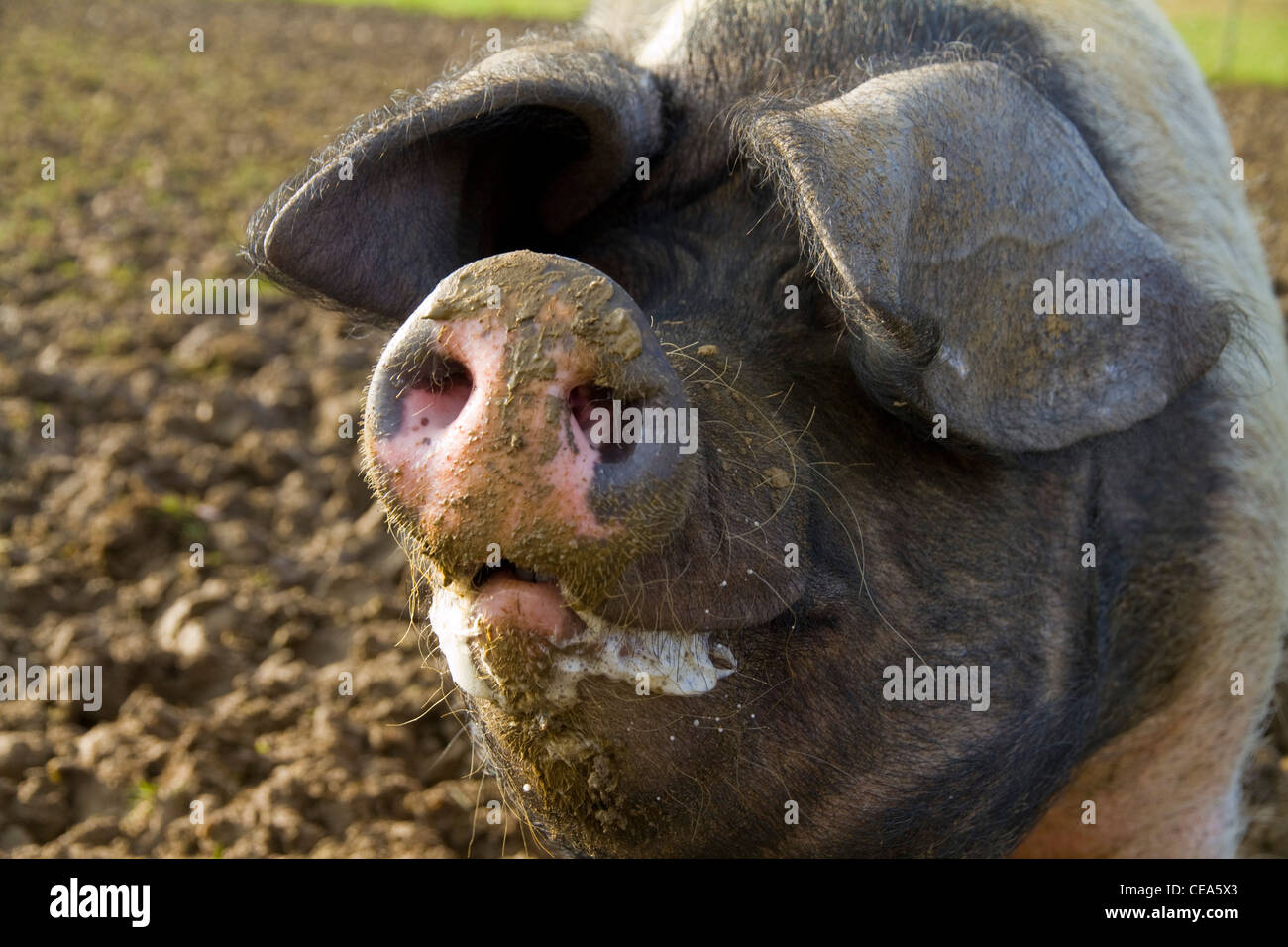 Race de porc rare Banque de photographies et d’images à haute ...
