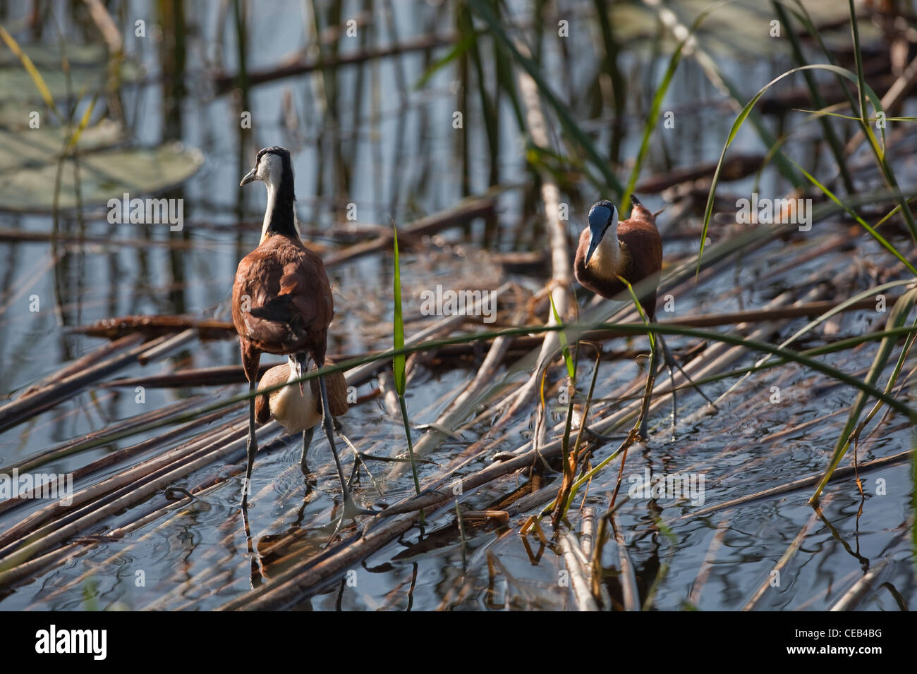 Polyandre Banque de photographies et d’images à haute résolution - Alamy