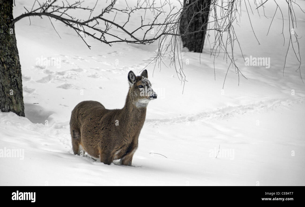 Traces de cerfs dans la neige Banque de photographies et d’images à ...