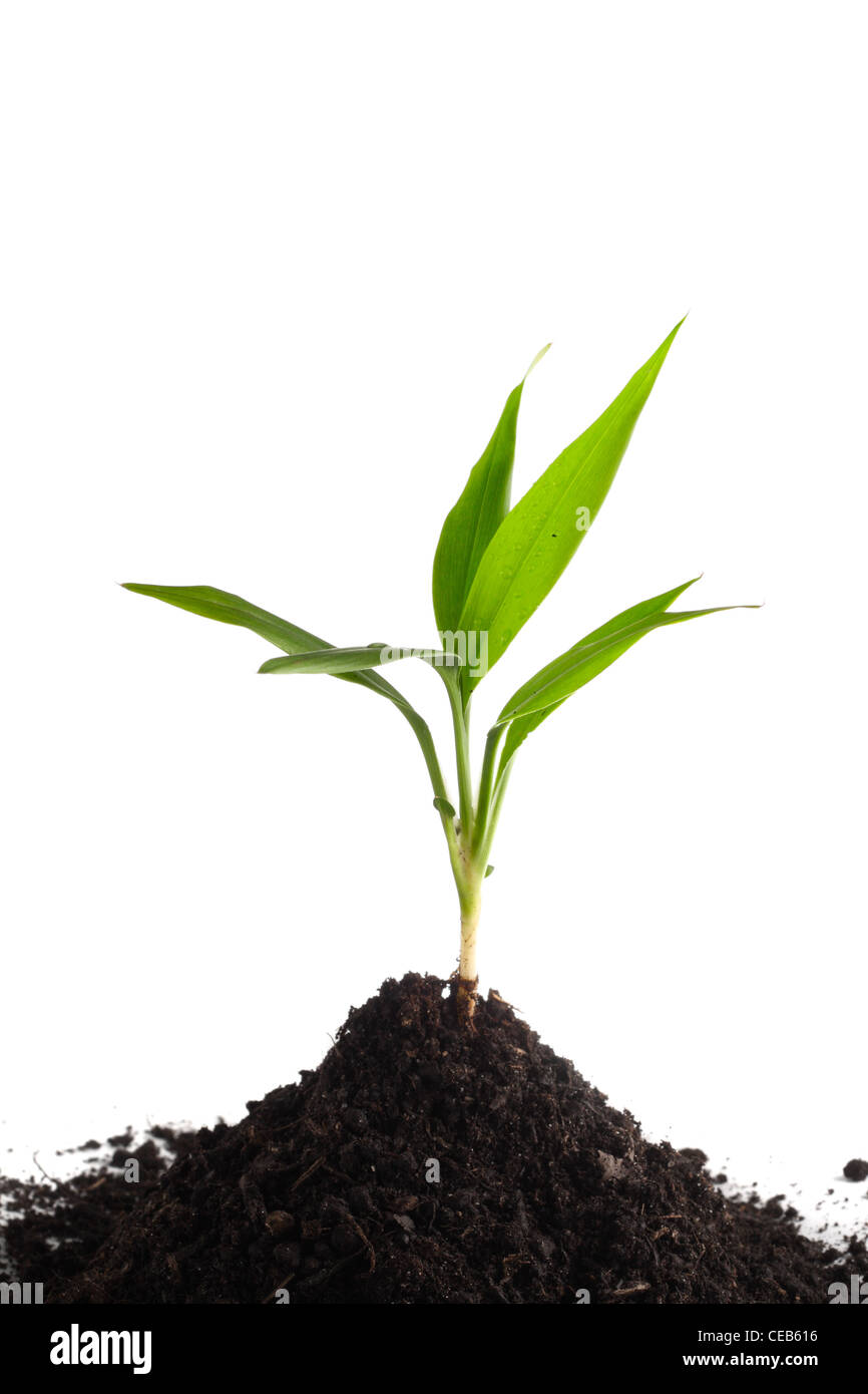 Petite pousse verte Banque d'image et photos - Alamy