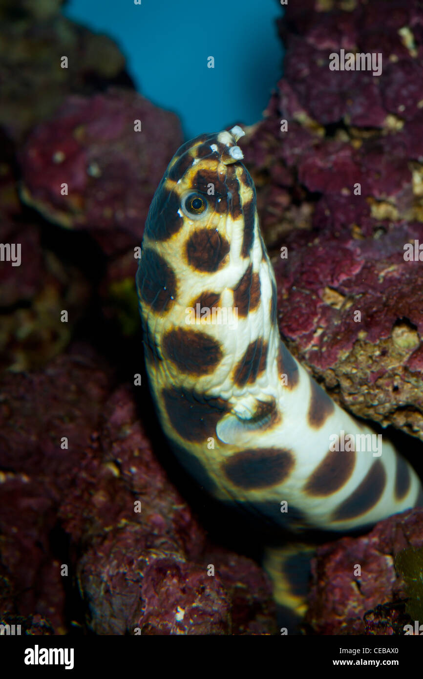Myrichthys magnificus magnifique anguille serpent Banque de ...