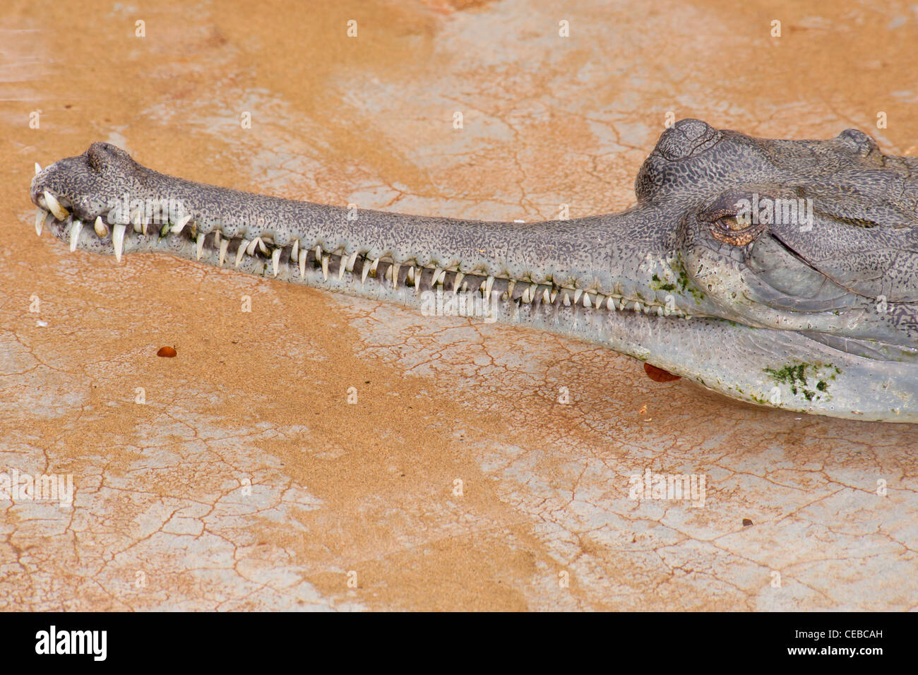 Indian gharial gavialis Banque de photographies et d’images à haute ...