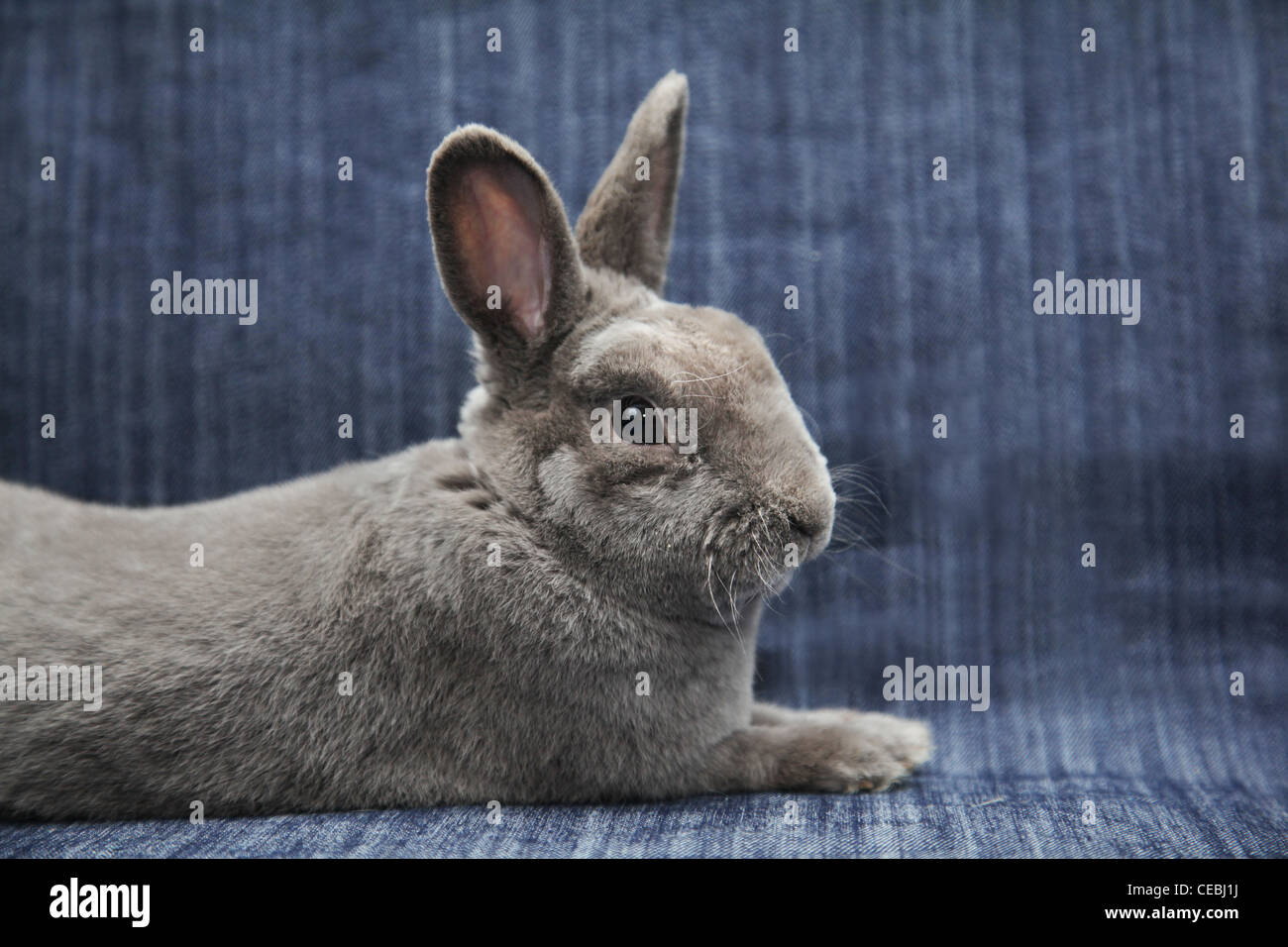 Lapin gris Banque de photographies et d’images à haute résolution - Alamy