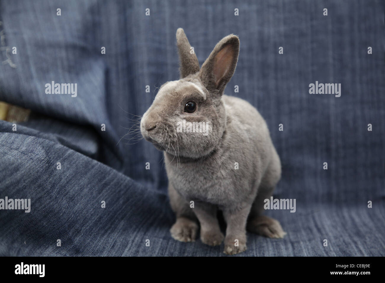 Lapin gris Banque de photographies et d’images à haute résolution - Alamy