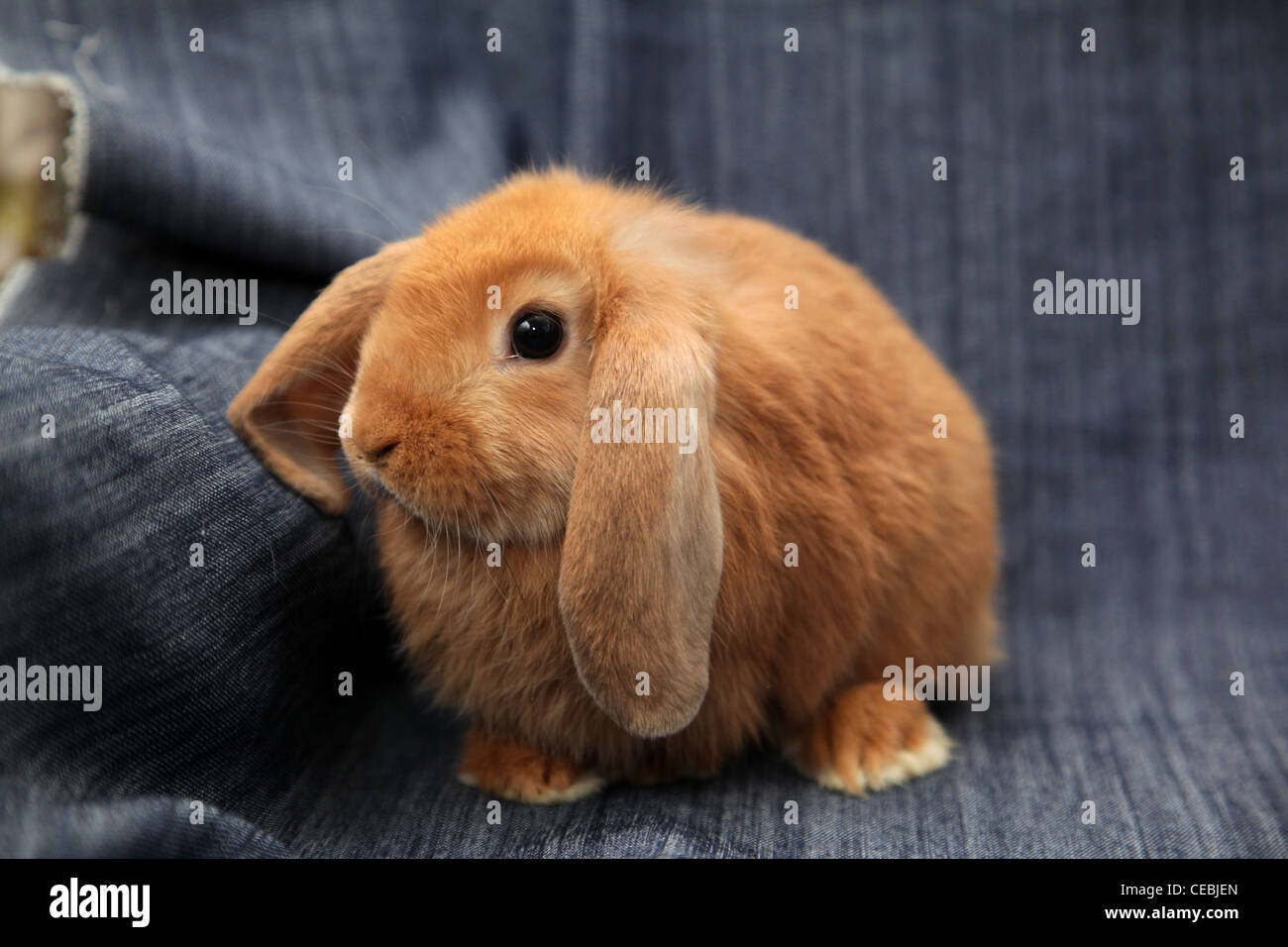 Lapin rouge Banque de photographies et d’images à haute résolution - Alamy