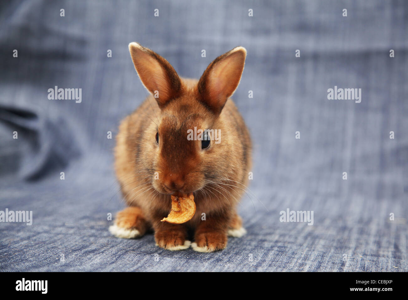 Le repas du lapin Banque d'image et photos - Alamy