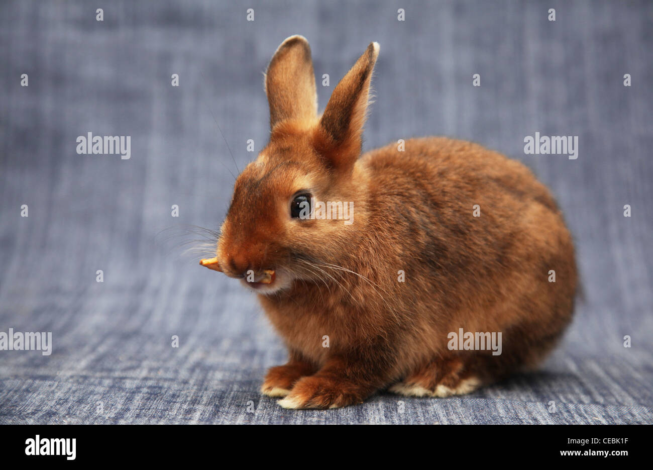 Lapin rouge Banque de photographies et d’images à haute résolution - Alamy