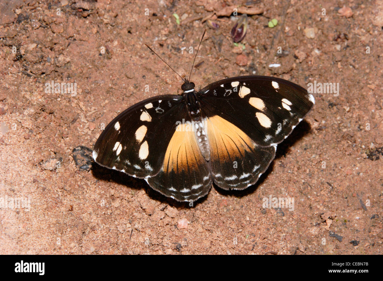 Papillon nymphe Forest Glade (Aterica galene : Nymphalidae), les mares ...