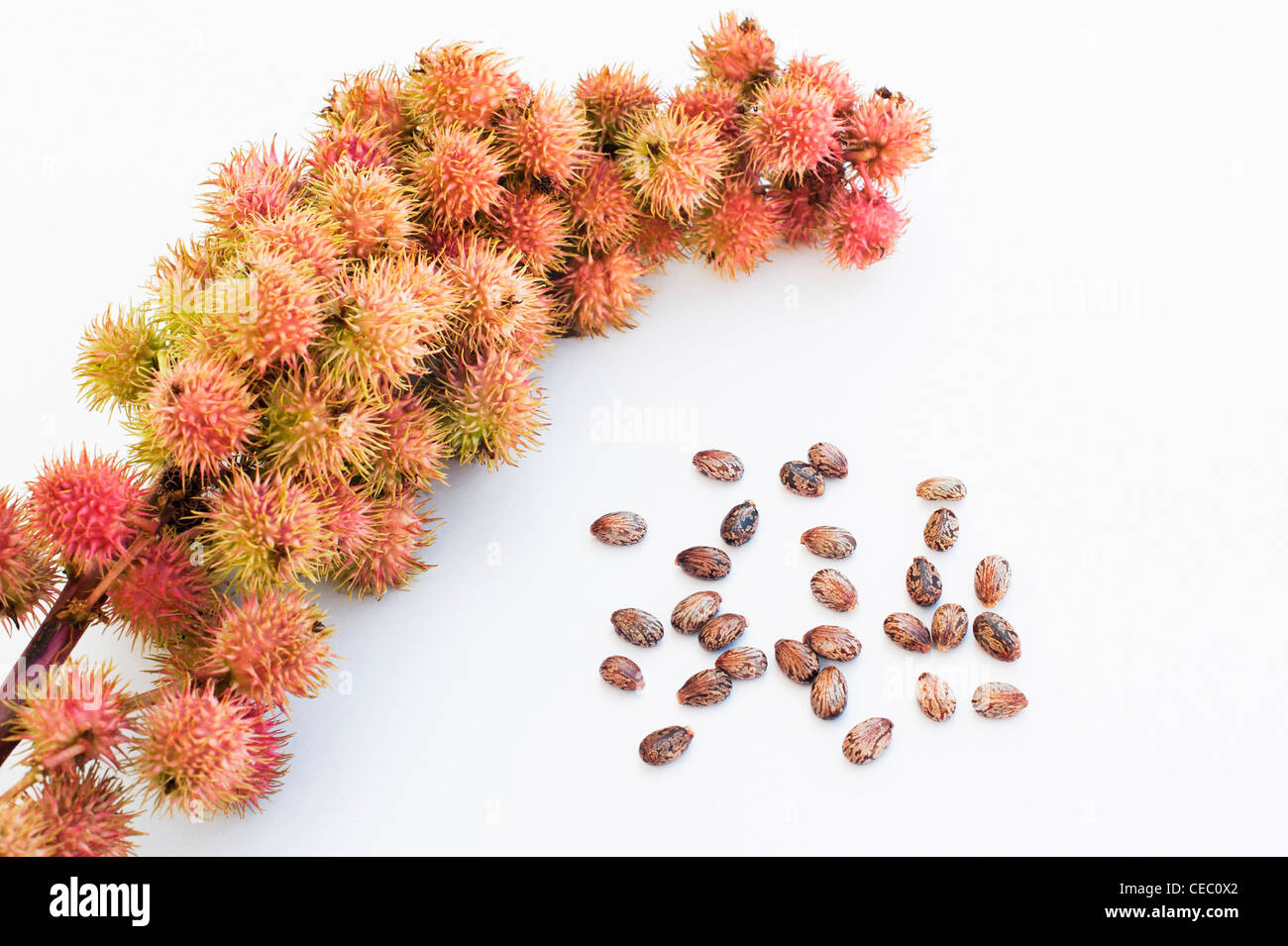 Ricinus communis Banque de photographies et d’images à haute résolution ...