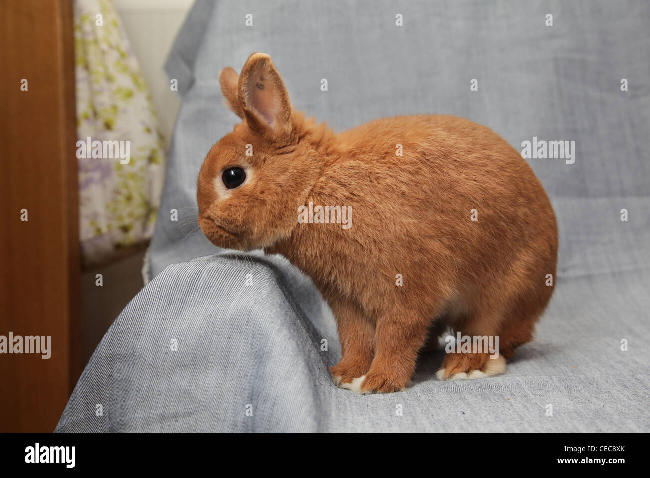 Lapin rouge Banque de photographies et d’images à haute résolution - Alamy