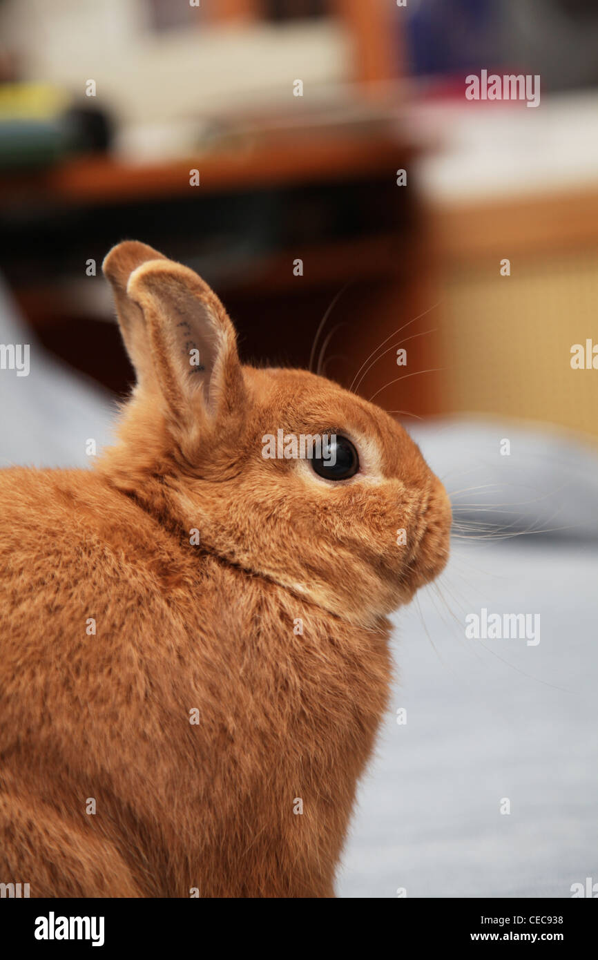 Le lapin rouge Banque de photographies et d’images à haute résolution ...