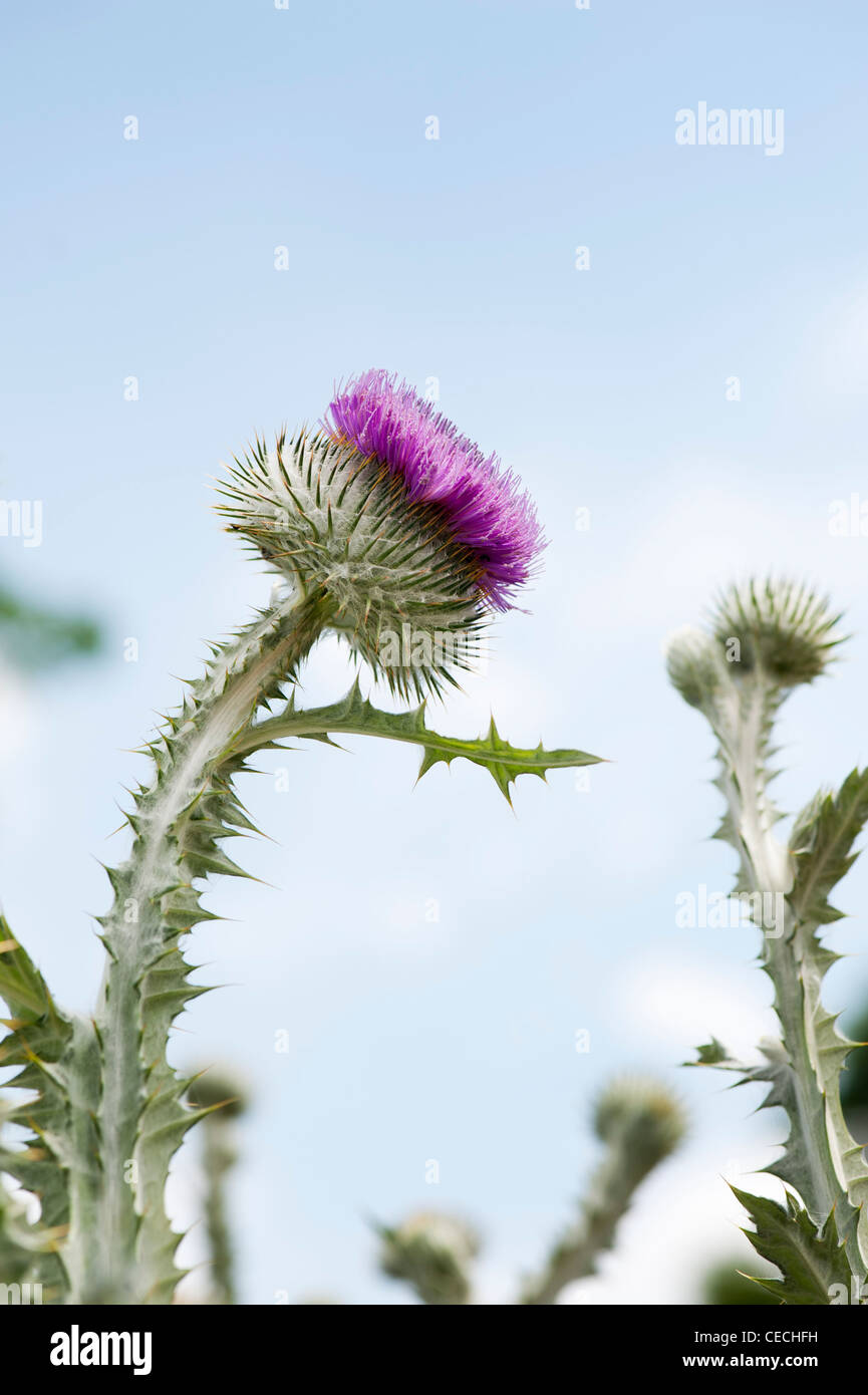 Violet onopordum acanthium scotch scots coton Banque de photographies et d’images à haute ...