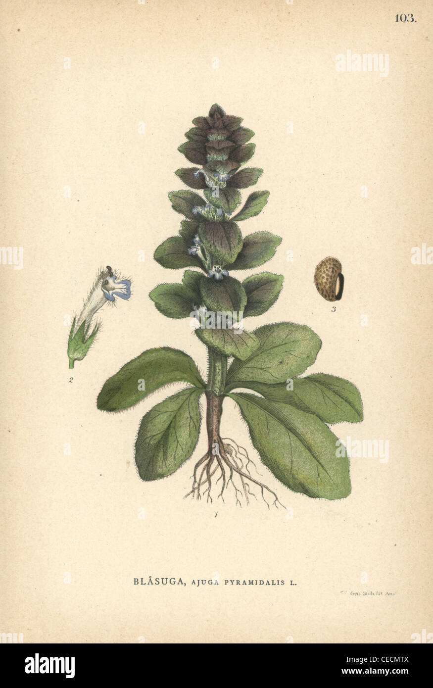 Pyramid bugle ajuga pyramidalis Banque de photographies et d’images à ...