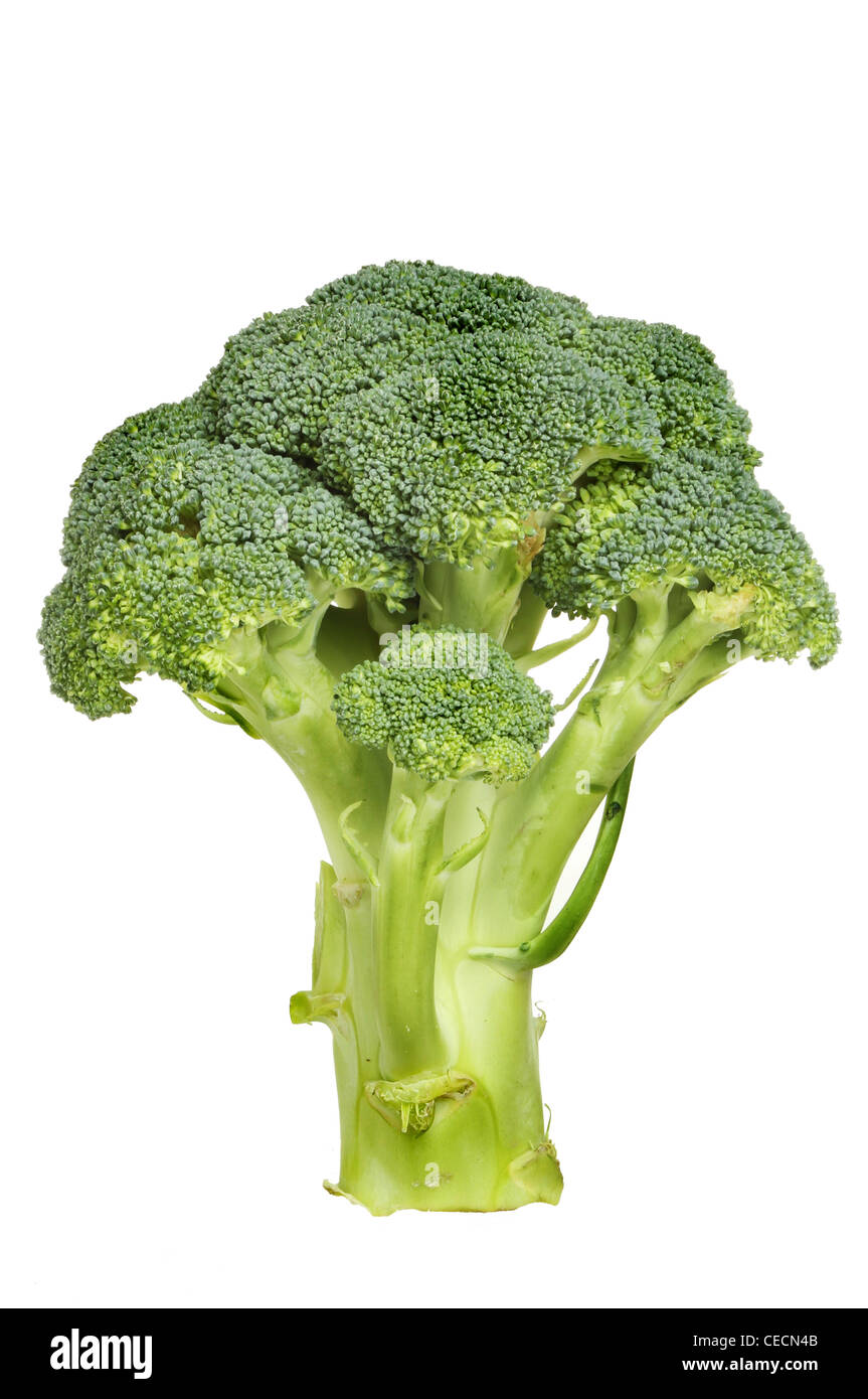 Broccoli head Banque de photographies et d’images à haute résolution ...