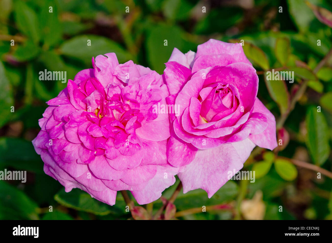 Rose anglaise anglaise Banque de photographies et d’images à haute ...
