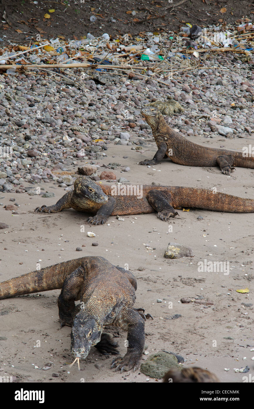 Trois dragons de Komodo (Varanus komodoensis) relaxant et posant pour ...