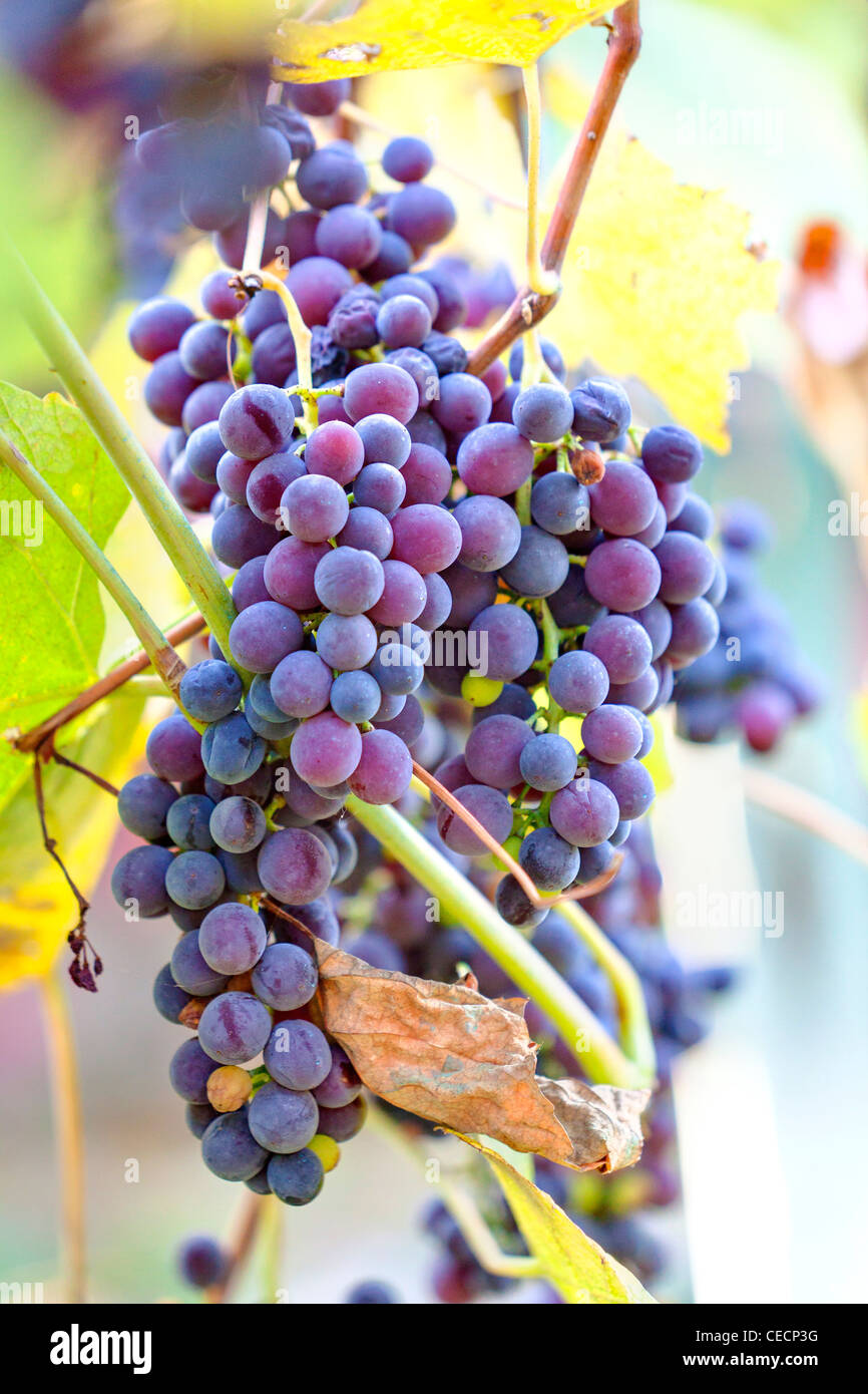 Grappe De Raisin Rouge Raisin Rouge Banque d'image et photos - Alamy