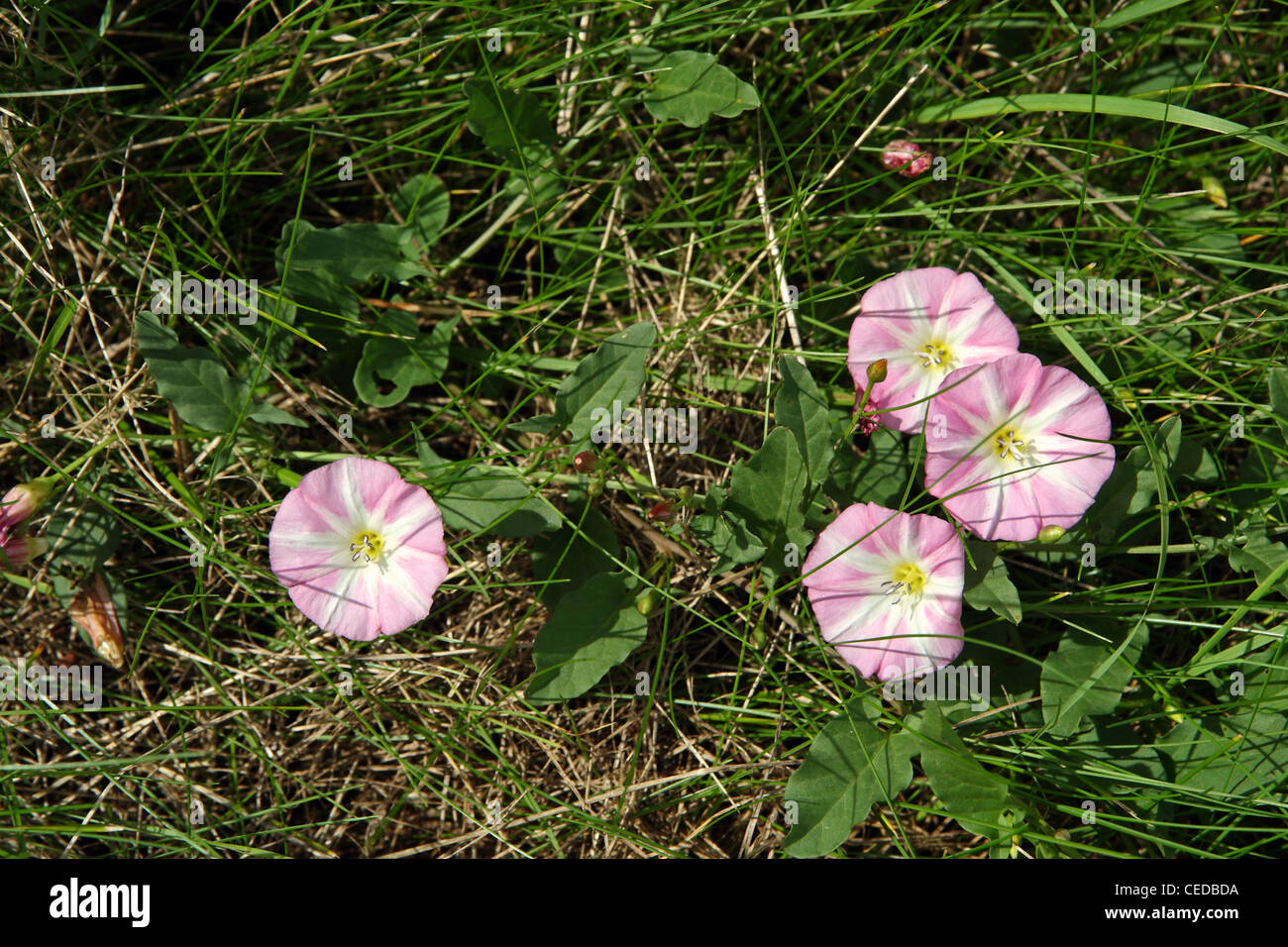 Liseron des champs convolvulus arvensis Banque de photographies et d ...
