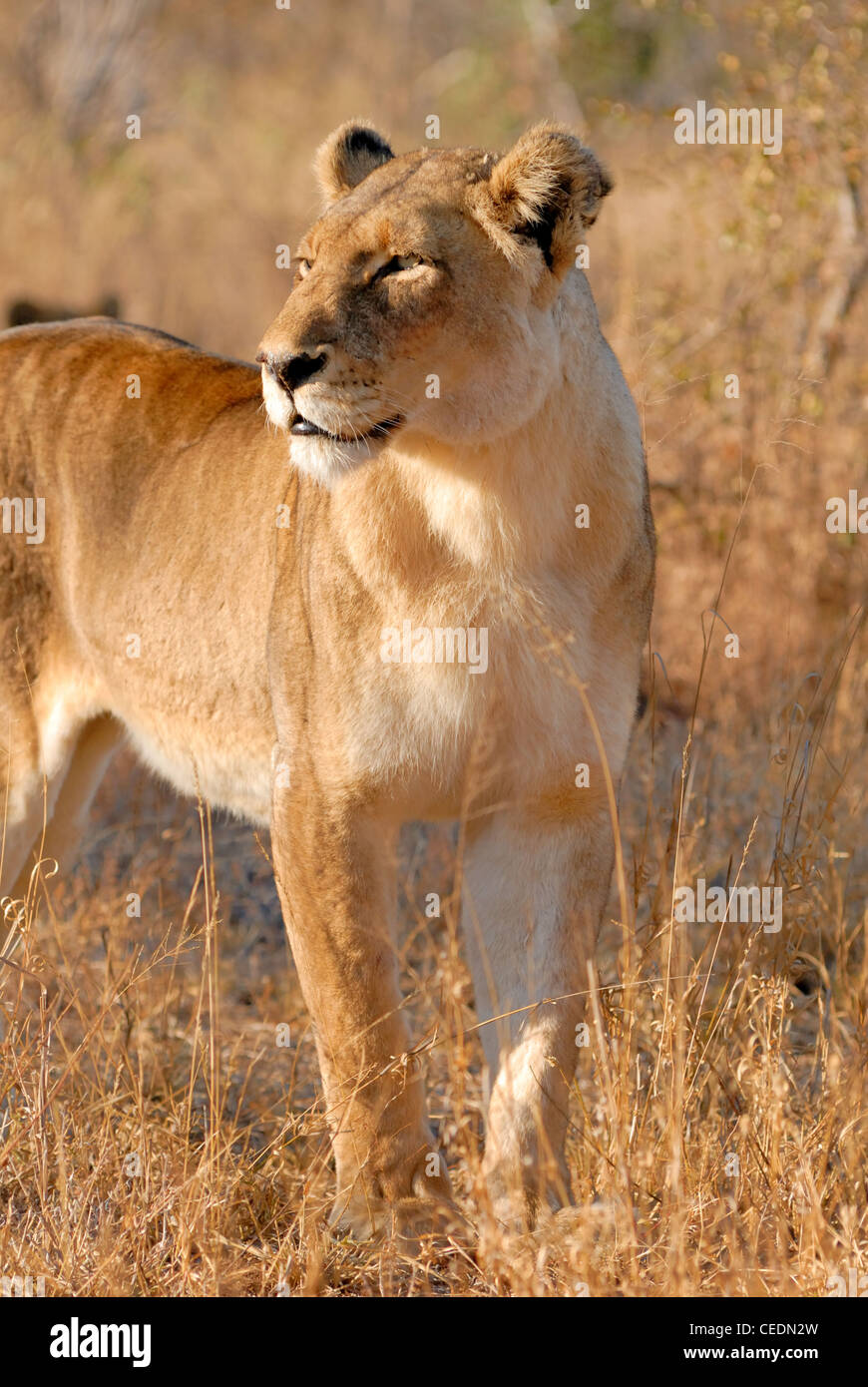 Lioness standing Banque de photographies et d’images à haute résolution ...