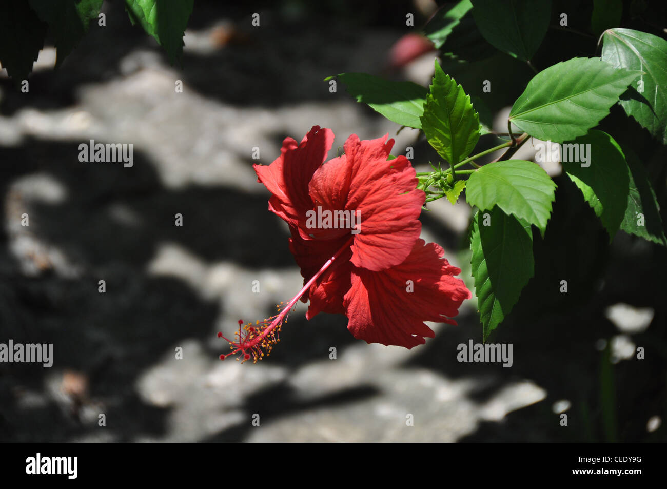 Hibiscus rouge tropical Banque de photographies et d’images à haute ...
