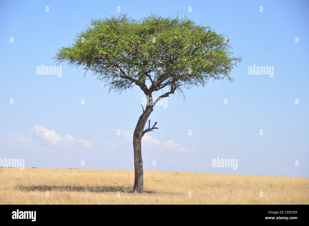 Arbre généalogique. Parc de la savane, Masai Mara, Kenya, Afrique Photo ...