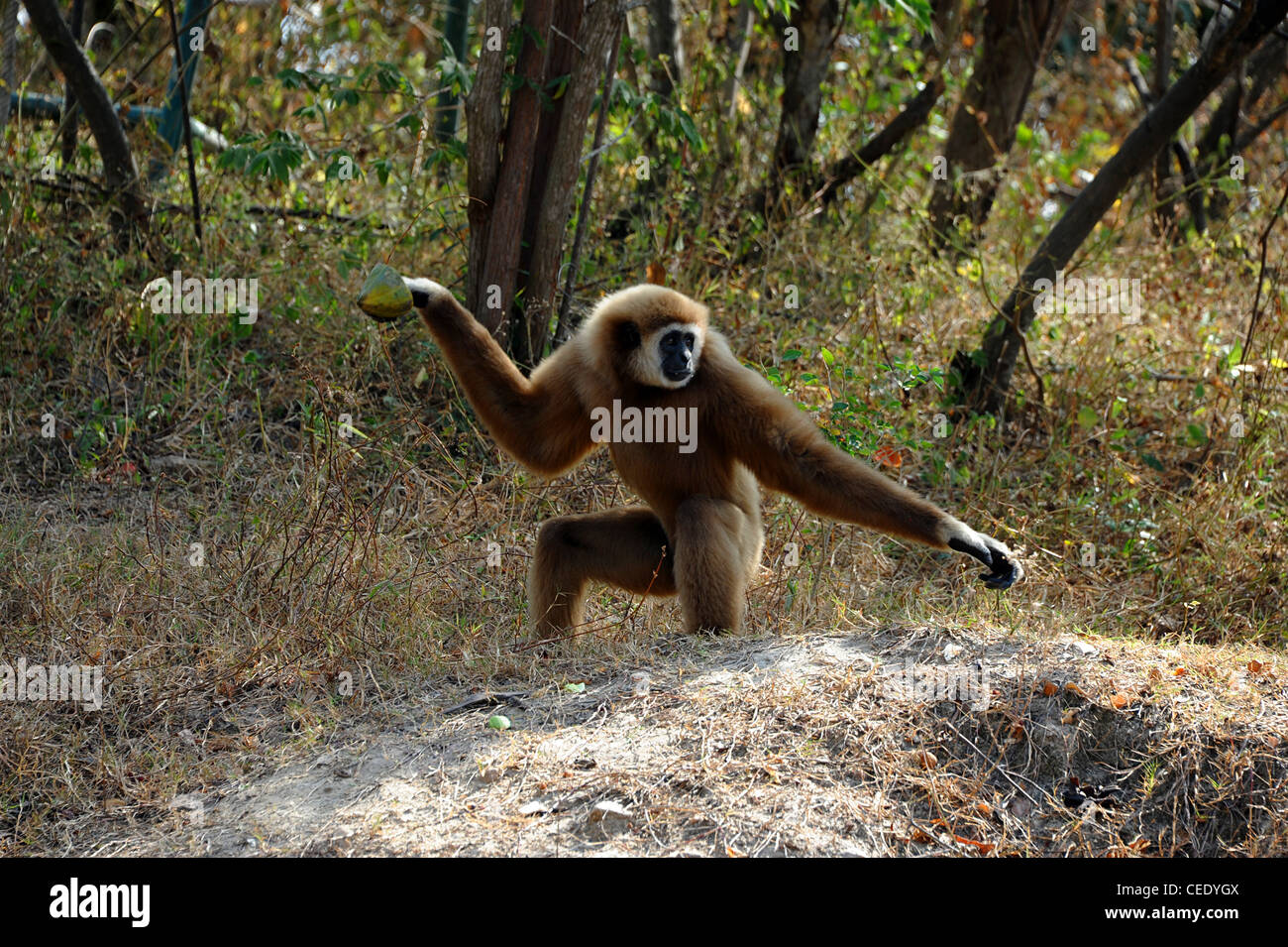 Monkey looking sideways Banque de photographies et d’images à haute résolution - Alamy