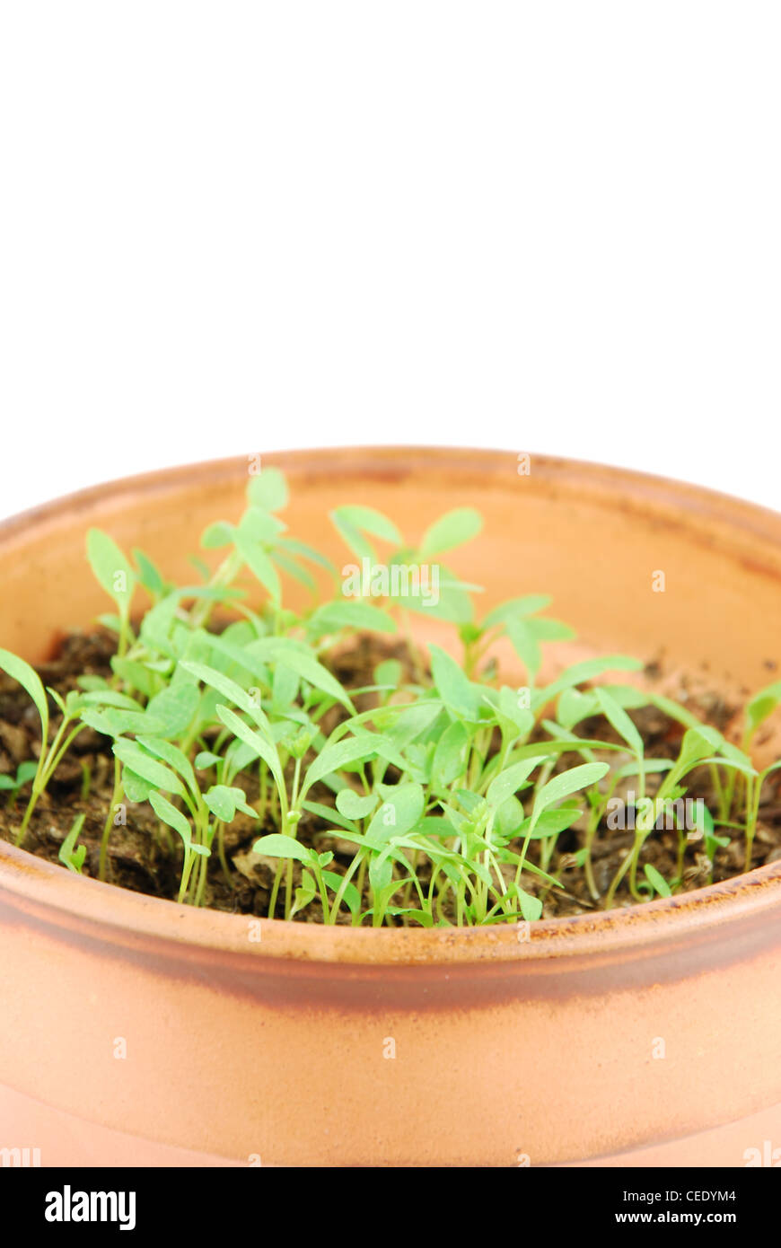 Plante de persil Banque de photographies et d’images à haute résolution ...