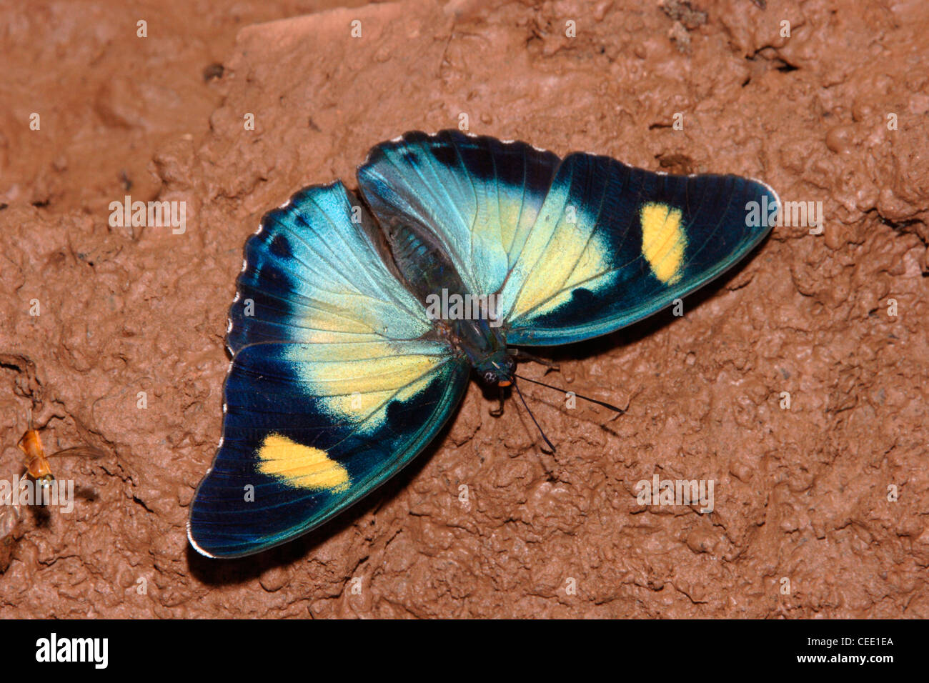 Euphaedra judith Banque de photographies et d’images à haute résolution ...