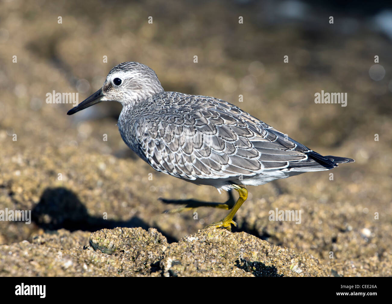 échassier oiseau Banque de photographies et d’images à haute résolution ...