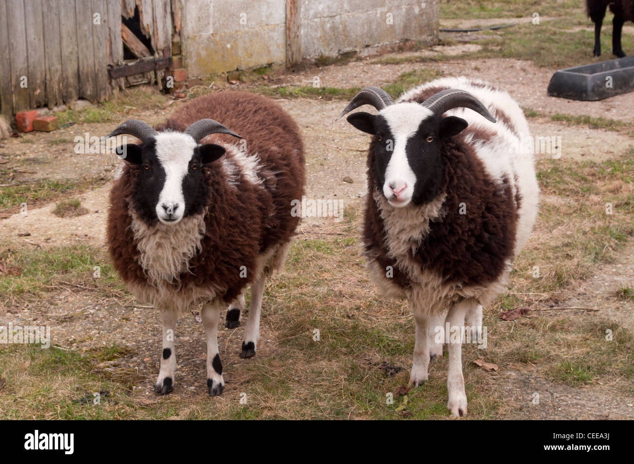 Moutons jacob sheep rare Banque de photographies et d’images à haute ...