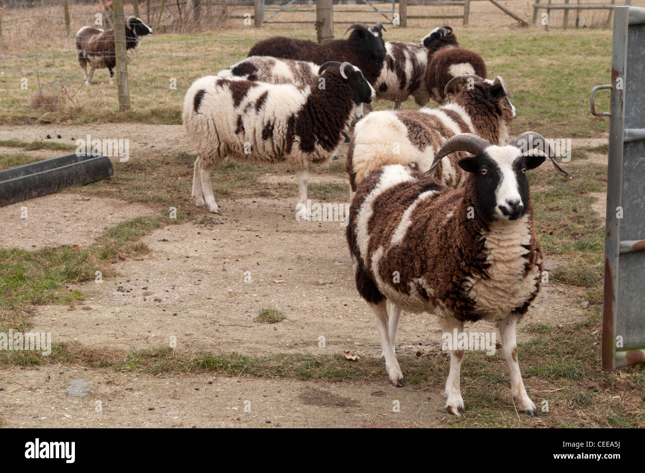 Moutons jacob sheep rare Banque de photographies et d’images à haute ...