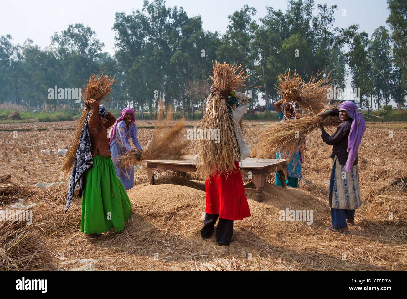 Indian women farmers Banque de photographies et d’images à haute ...